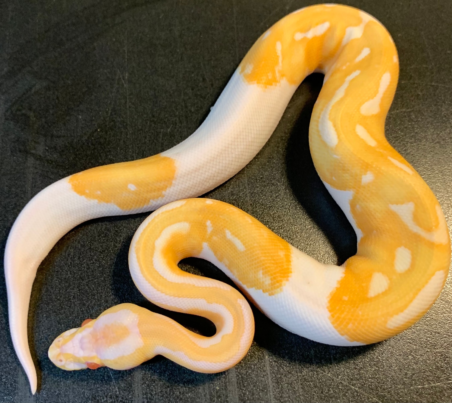 2021 Albino Piebald High Contrast 19% White Male Ball Python by ...