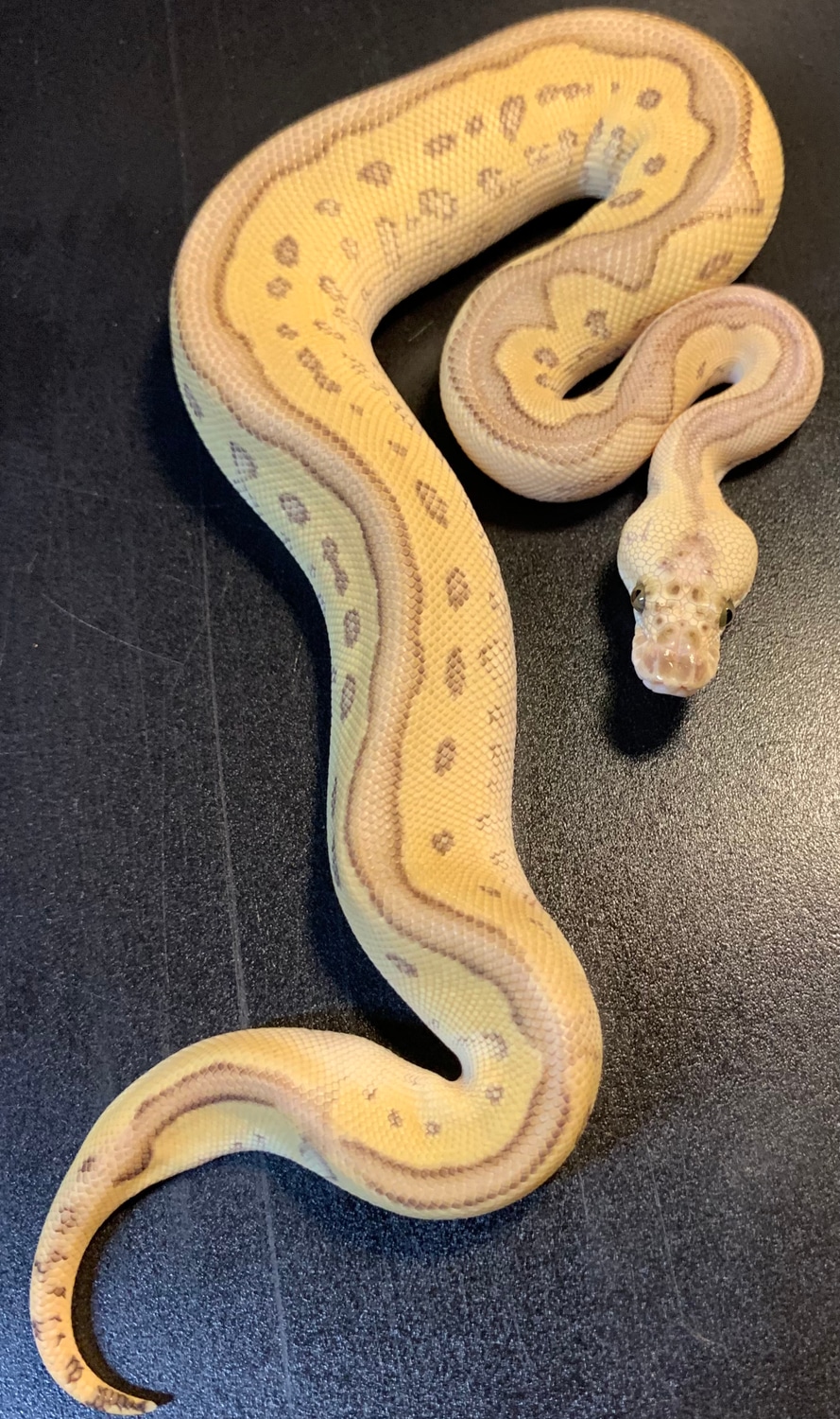 2021 Butter Pastel Prob Leopard Poss YB Clown Male Ball Python by ...