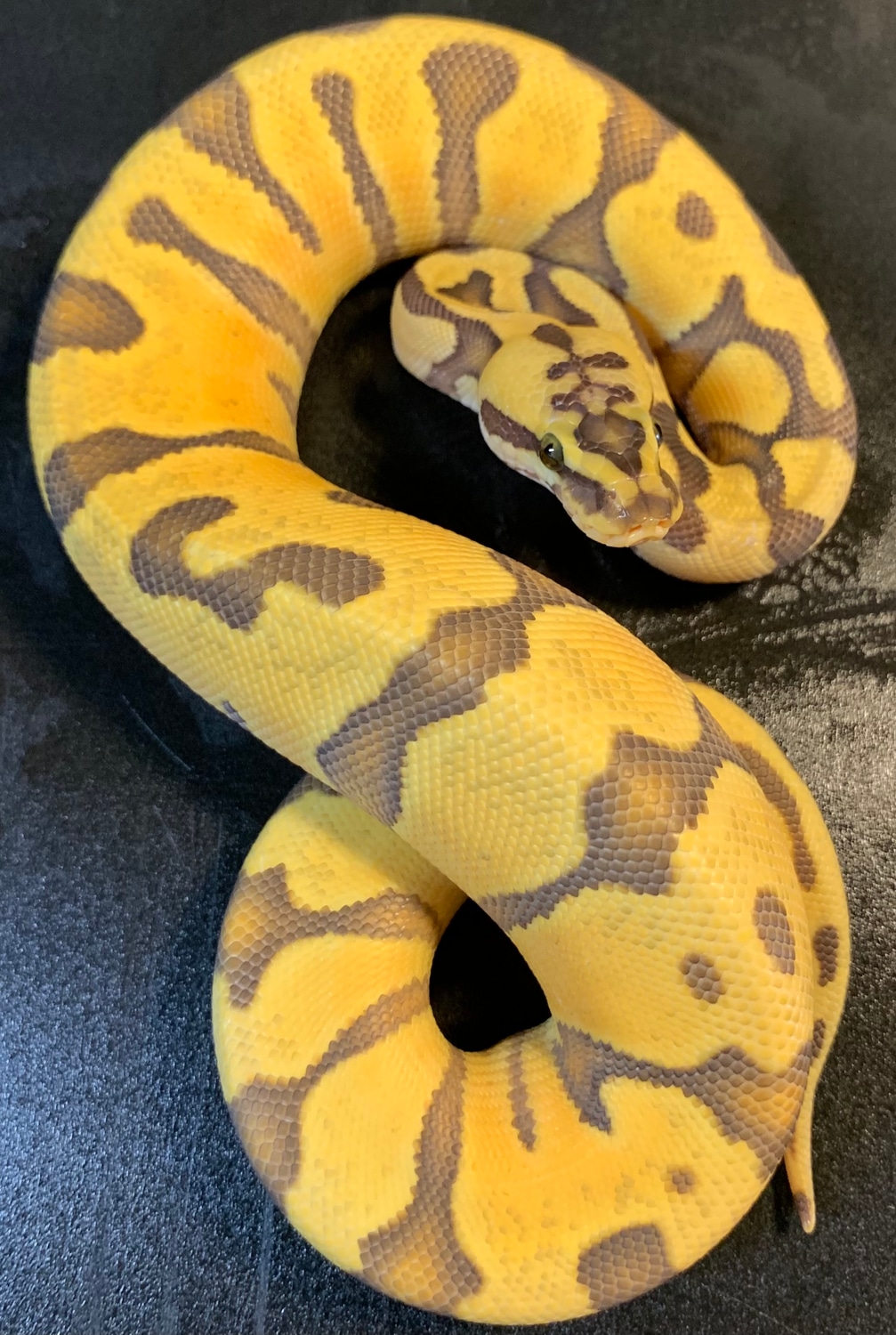 2021 Pastel Ghost Super Enchi Het Piebald Female Ball Python by ...