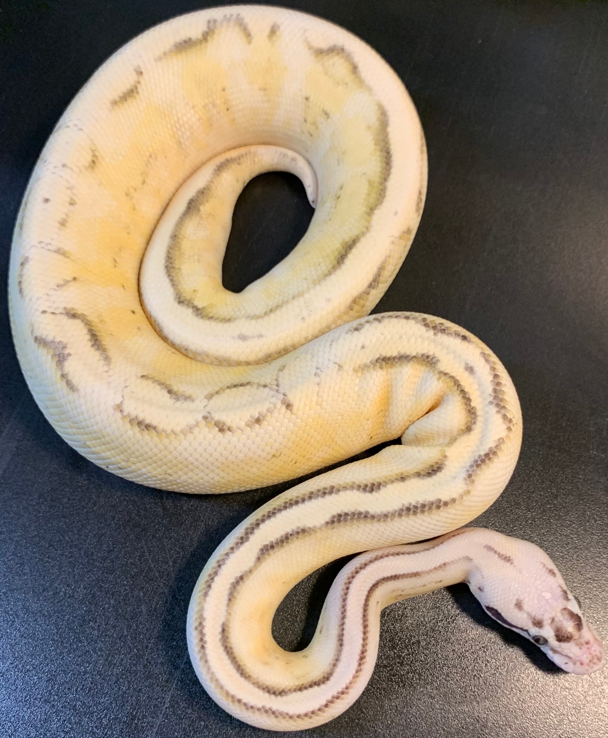 2020 Super Pastel Superstripe Female Ball Python by Ballroom Pythons ...