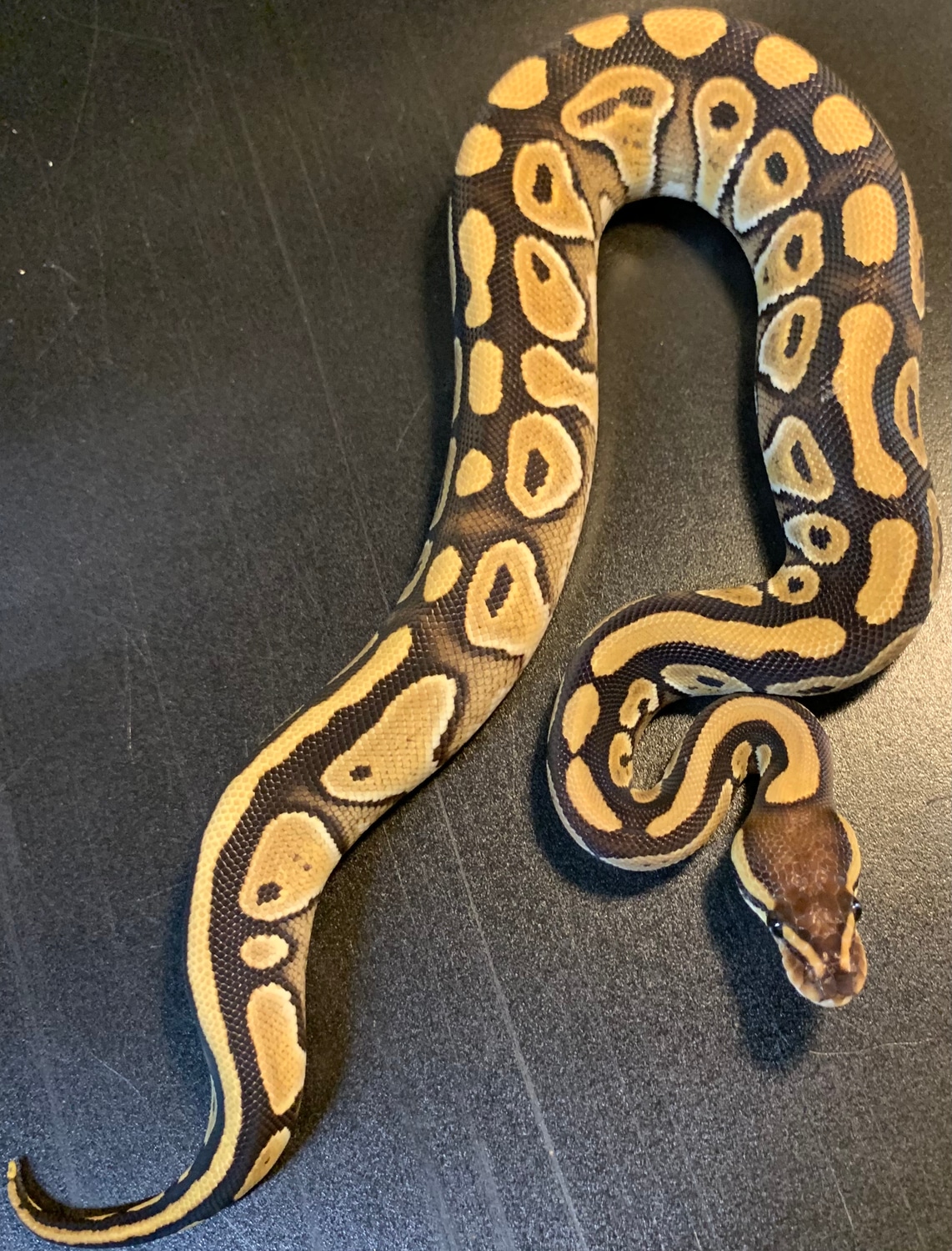 2021 Mystic Het Clown 66% Het Albino Female Ball Python by Ballroom ...