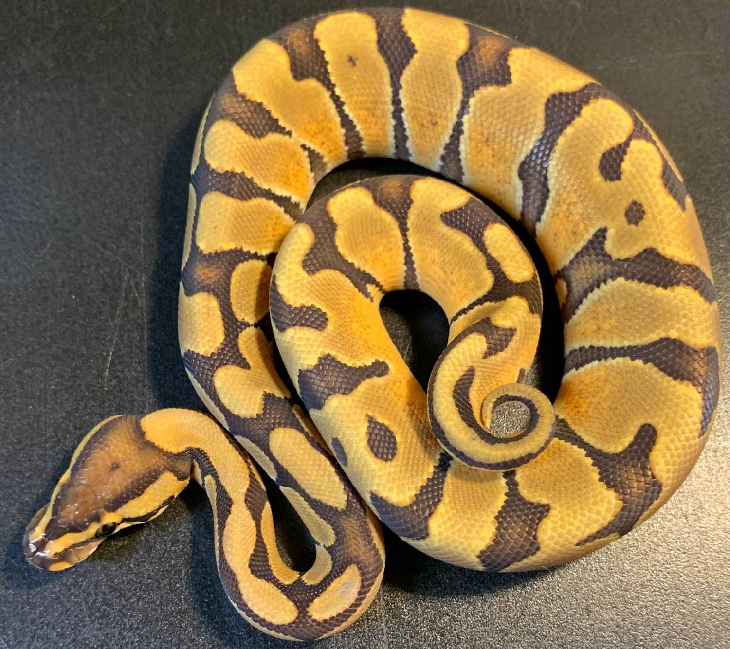 2021 Enchi Ghost Het Clown Male Ball Python by Ballroom Pythons South ...