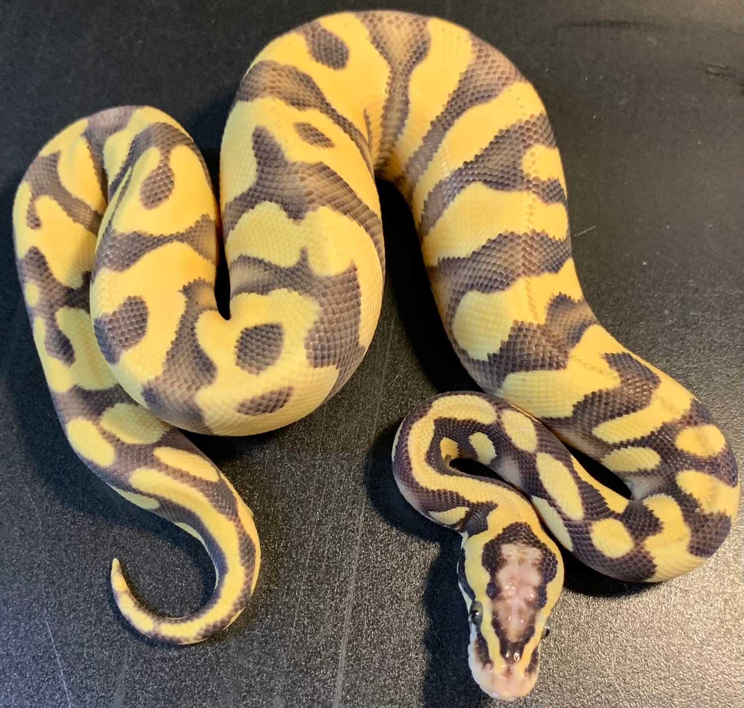2021 Cryptic Enchi Pastel Desert Ghost Yellowbelly Male Ball Python by ...