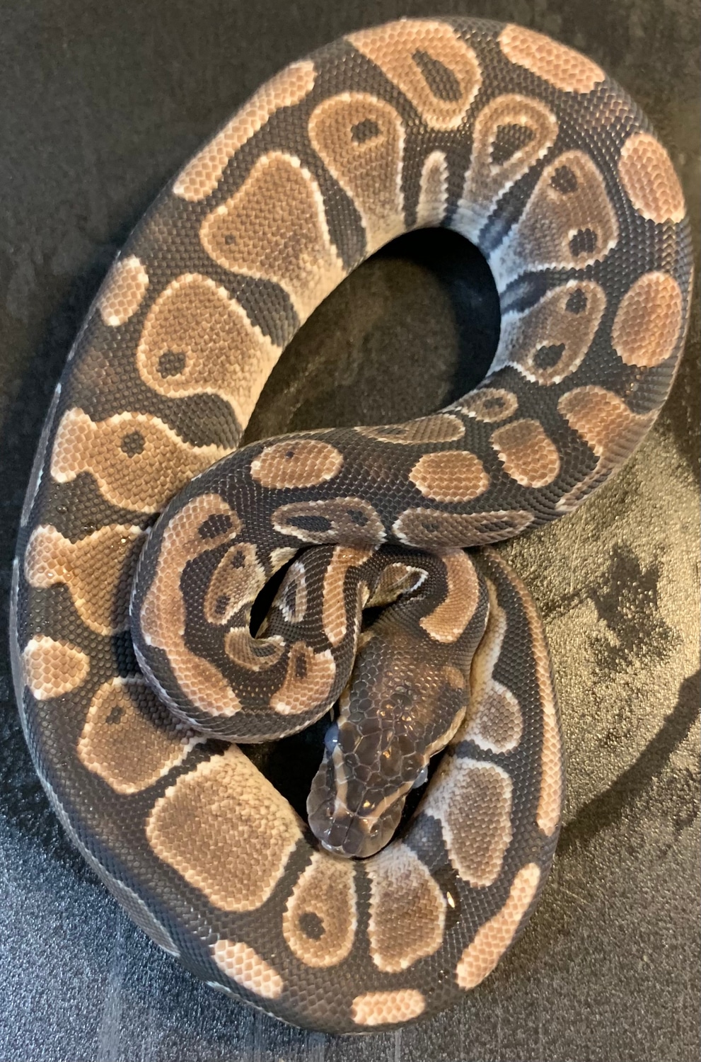 2021 TSK Axanthic Het Piebald Female Ball Python by Ballroom Pythons ...