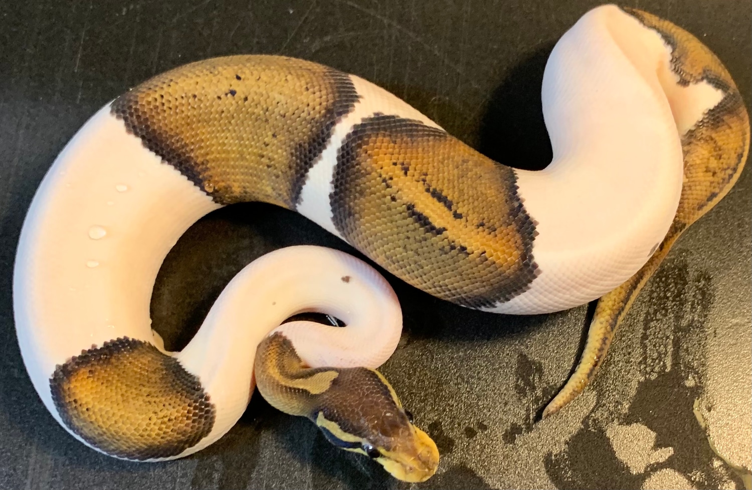 2021 Black Pewter Piebald 74% White Male Ball Python by Ballroom ...