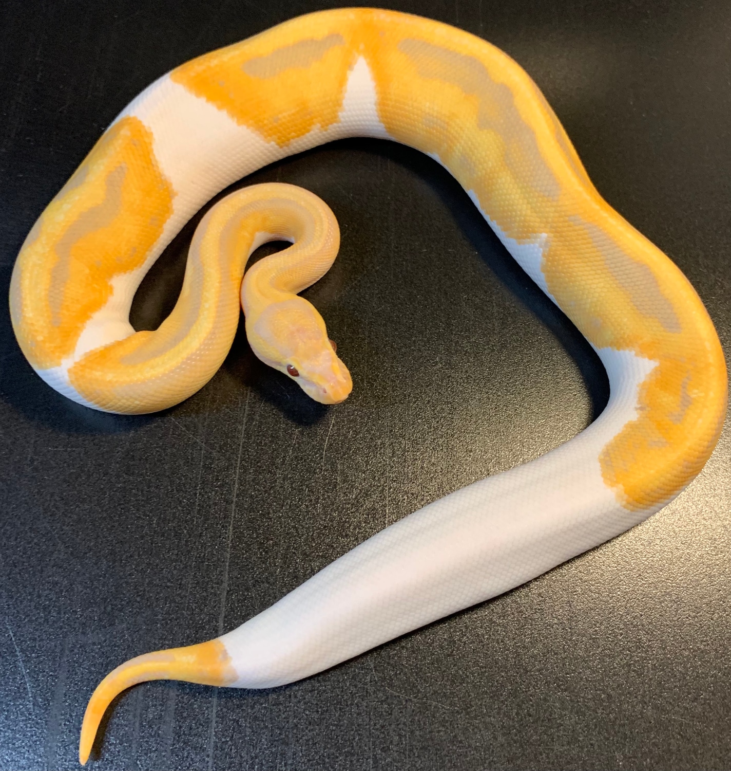 2021 Candy Pied 22% White Female Ball Python by Ballroom Pythons South ...