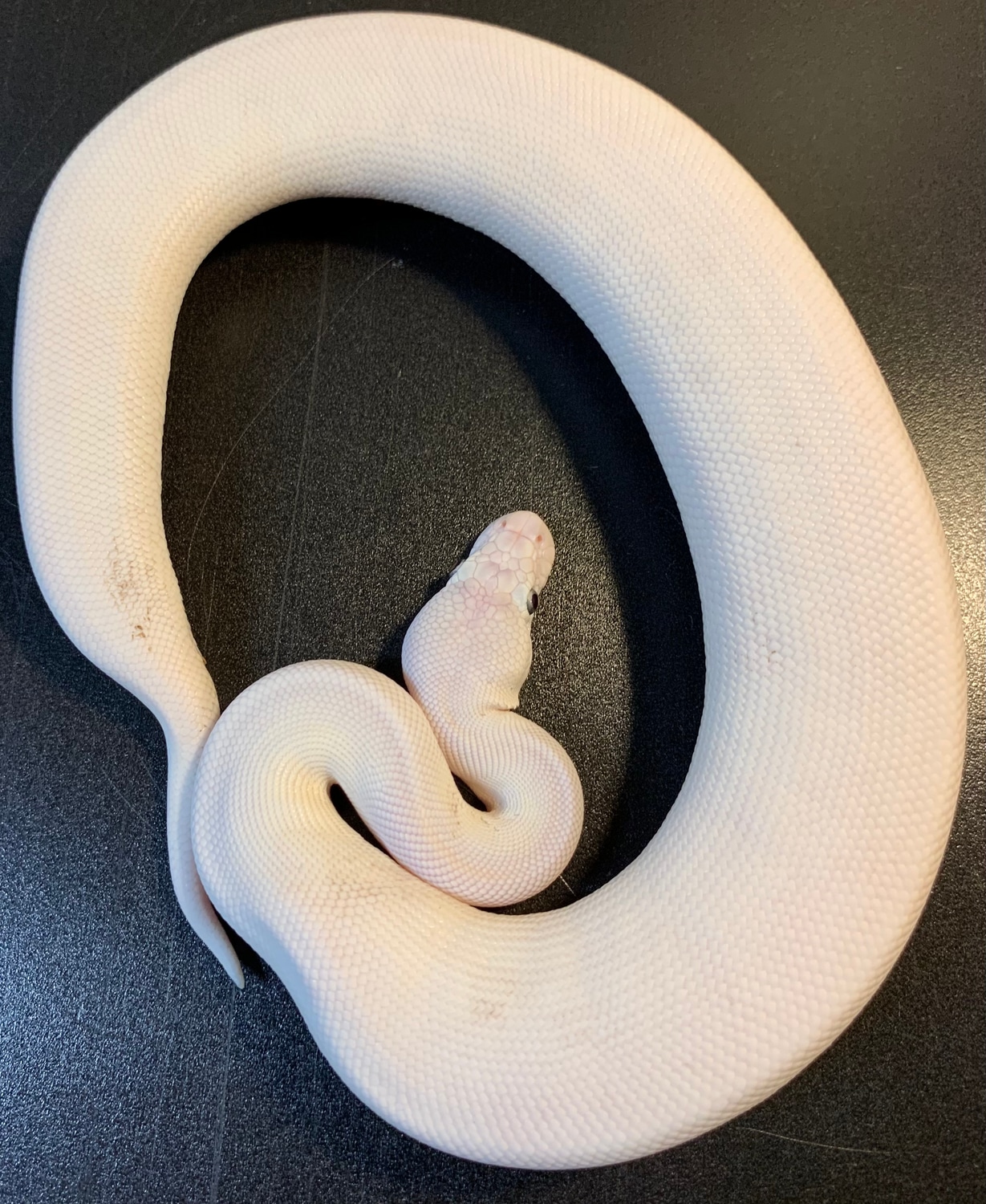 2021BEL Russo Mojave Or Lesser Male Ball Python by Ballroom Pythons ...