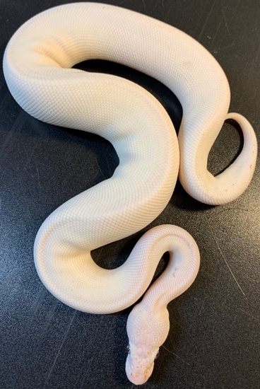 2021 BEL Russo Mojave Or Lesser Male Ball Python by Ballroom Pythons South