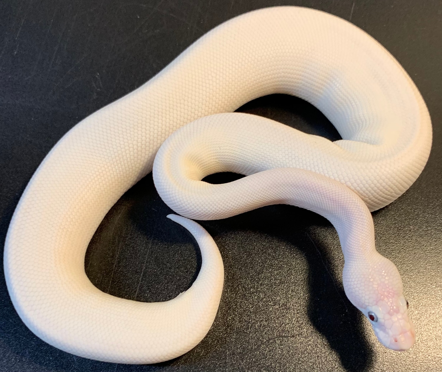 2021 BEL Russo Mojave Or Lesser Male Ball Python by Ballroom Pythons ...
