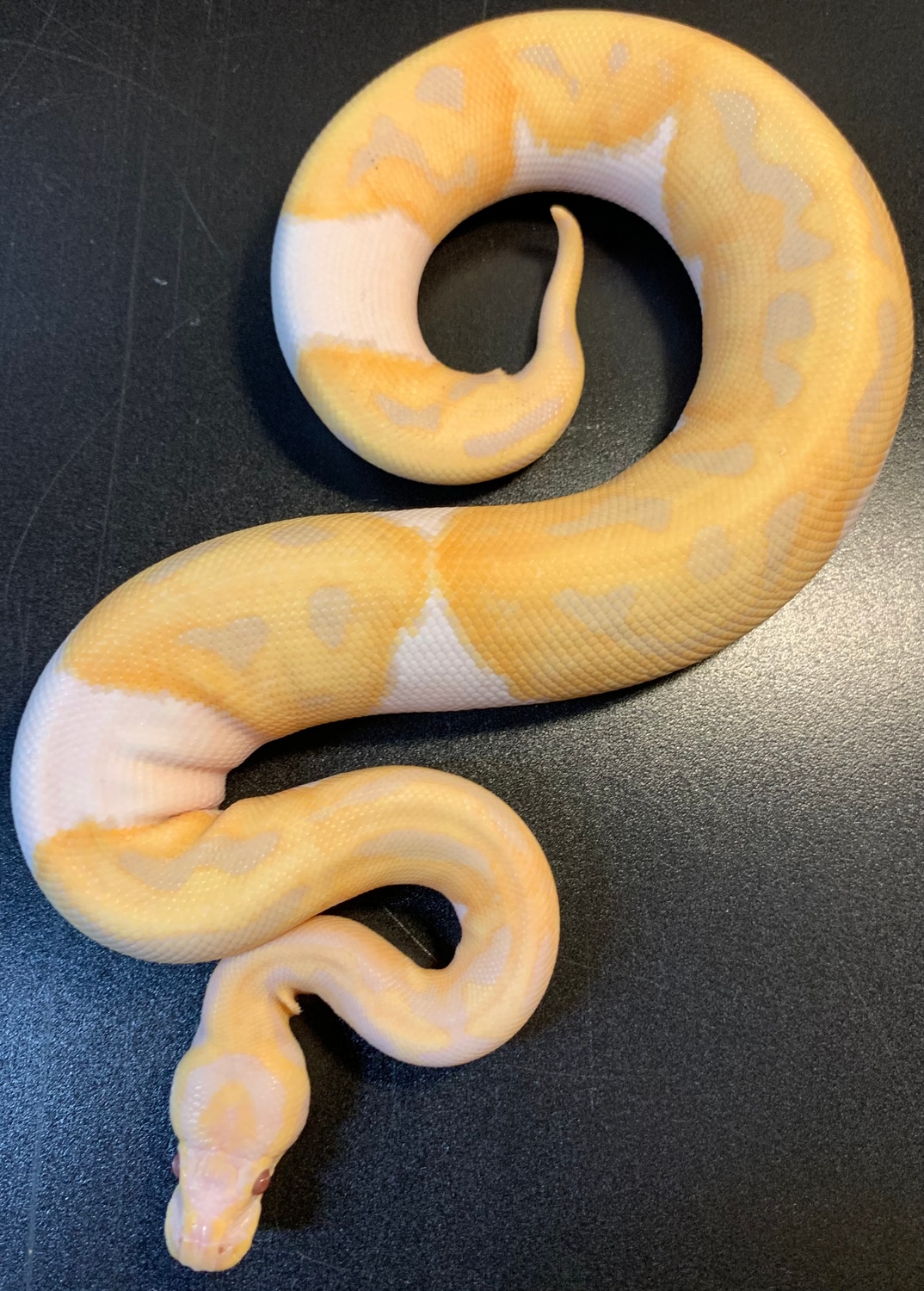 2021 Candino Piebald 16 % White Female Ball Python by Ballroom Pythons ...