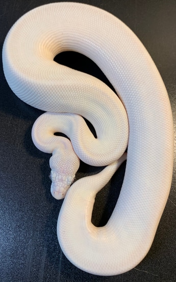 2021 BEL Russo Mojave Or Lesser Male Ball Python by Ballroom Pythons South