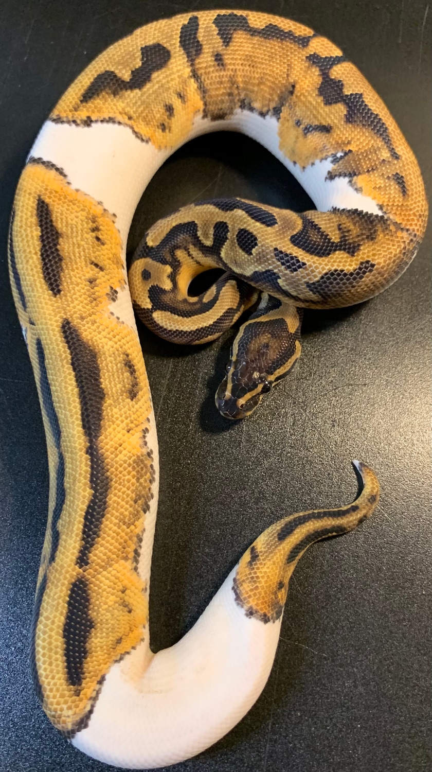 2021 Piebald Female 17 % White Ball Python by Ballroom Pythons South ...