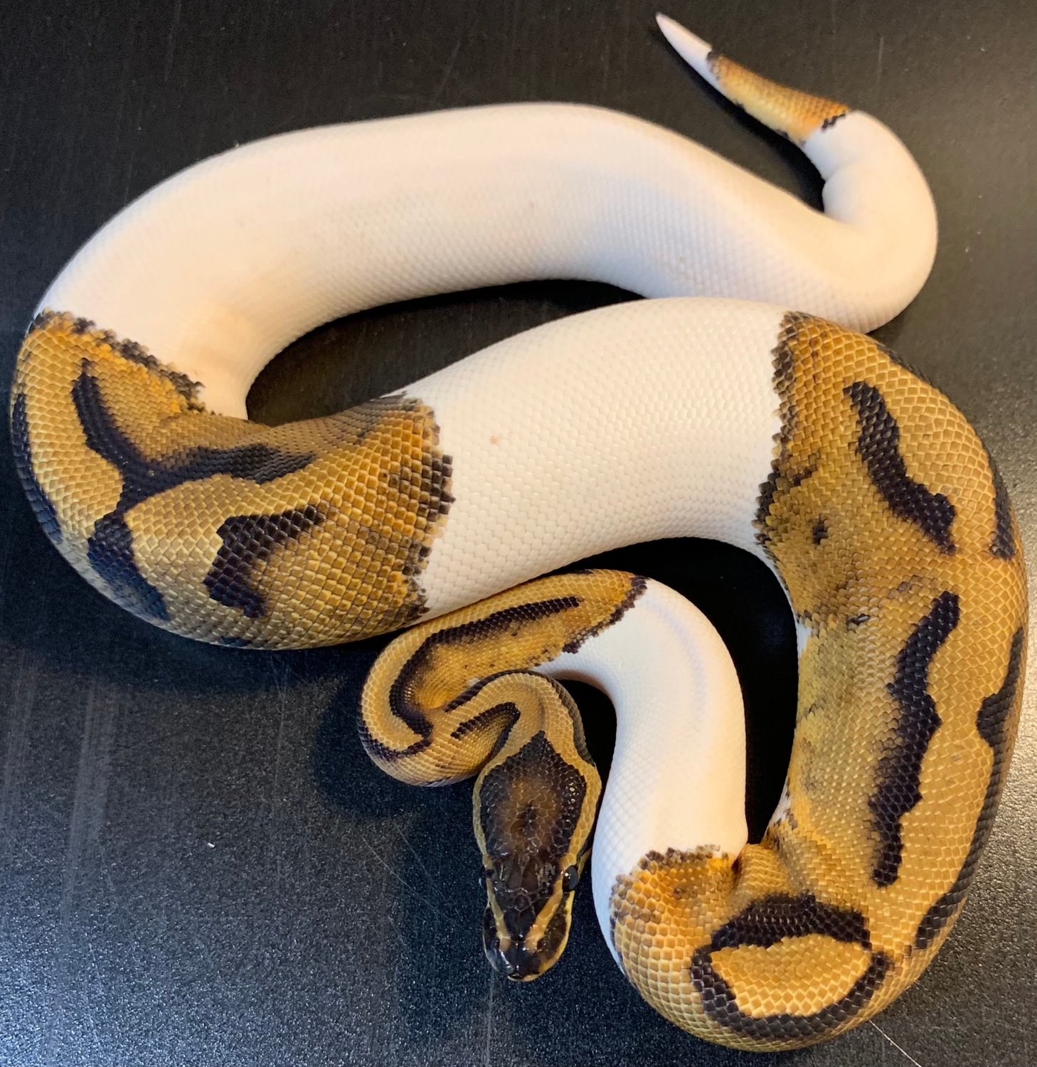 2021 Piebald Female 56 % White Ball Python by Ballroom Pythons South ...