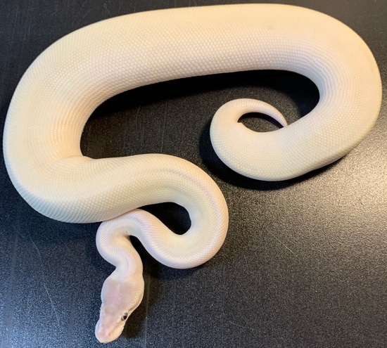 2021BEL Russo Mojave Or Lesser Male Ball Python by Ballroom Pythons South