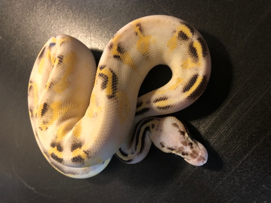 2021 Super Pastel Freeway Male Ball Python by Ballroom Pythons South