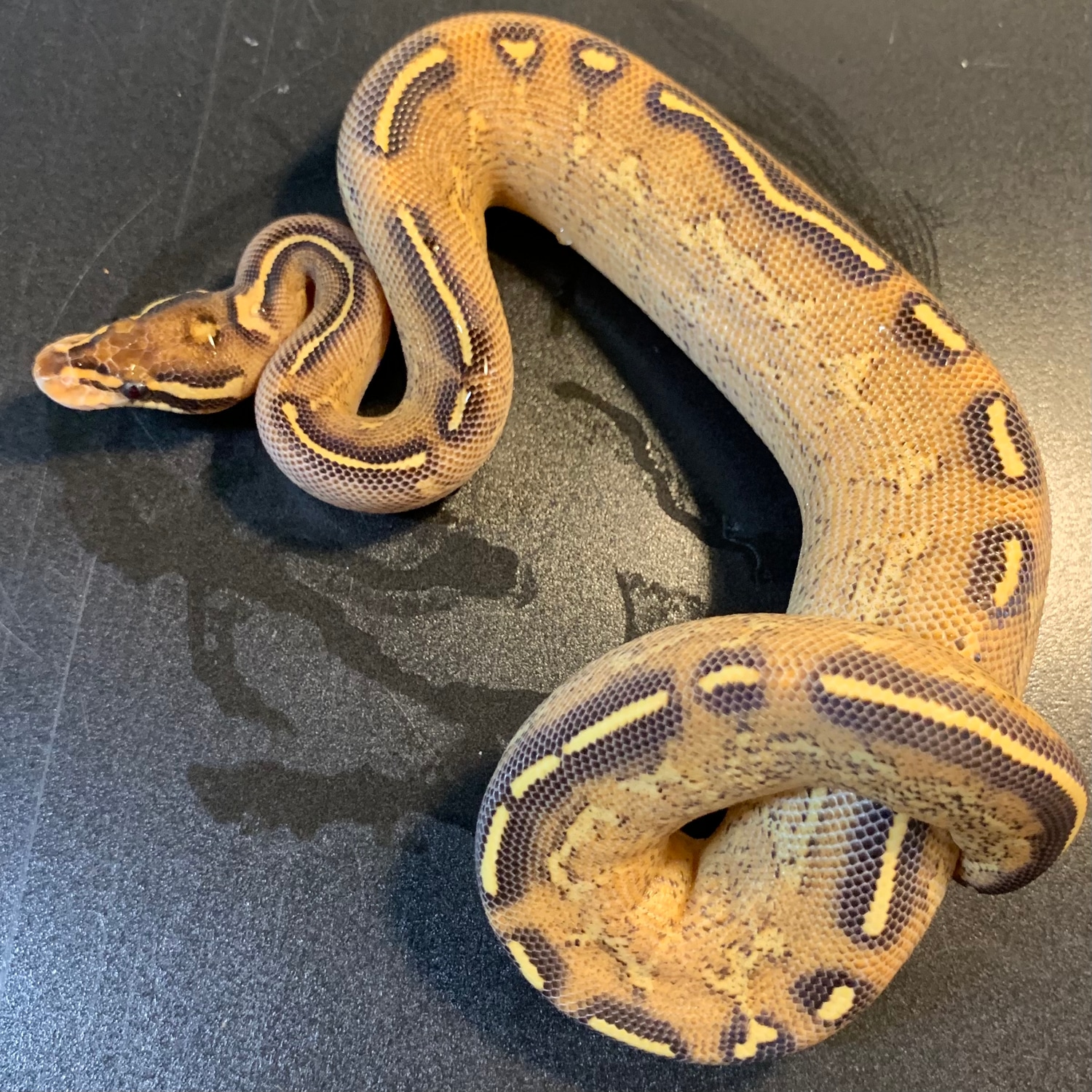 2021 Freeway Female Ball Python by Ballroom Pythons South - MorphMarket