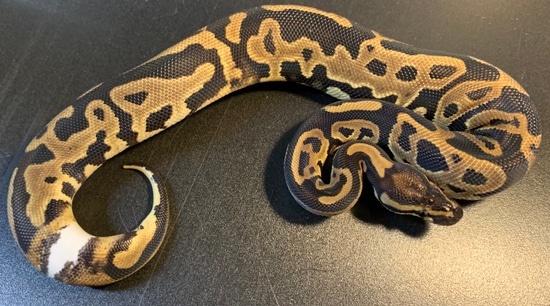 2021 Leopard Het VPI Axanthic 50% Het Piabald Ringer Female Ball Python ...