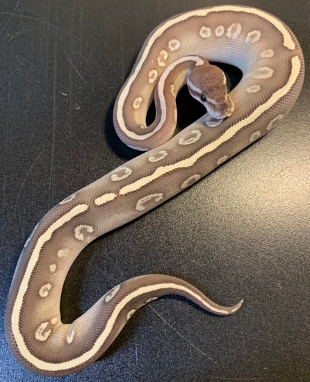 2021 Super Mystic Female Ball Python by Ballroom Pythons South