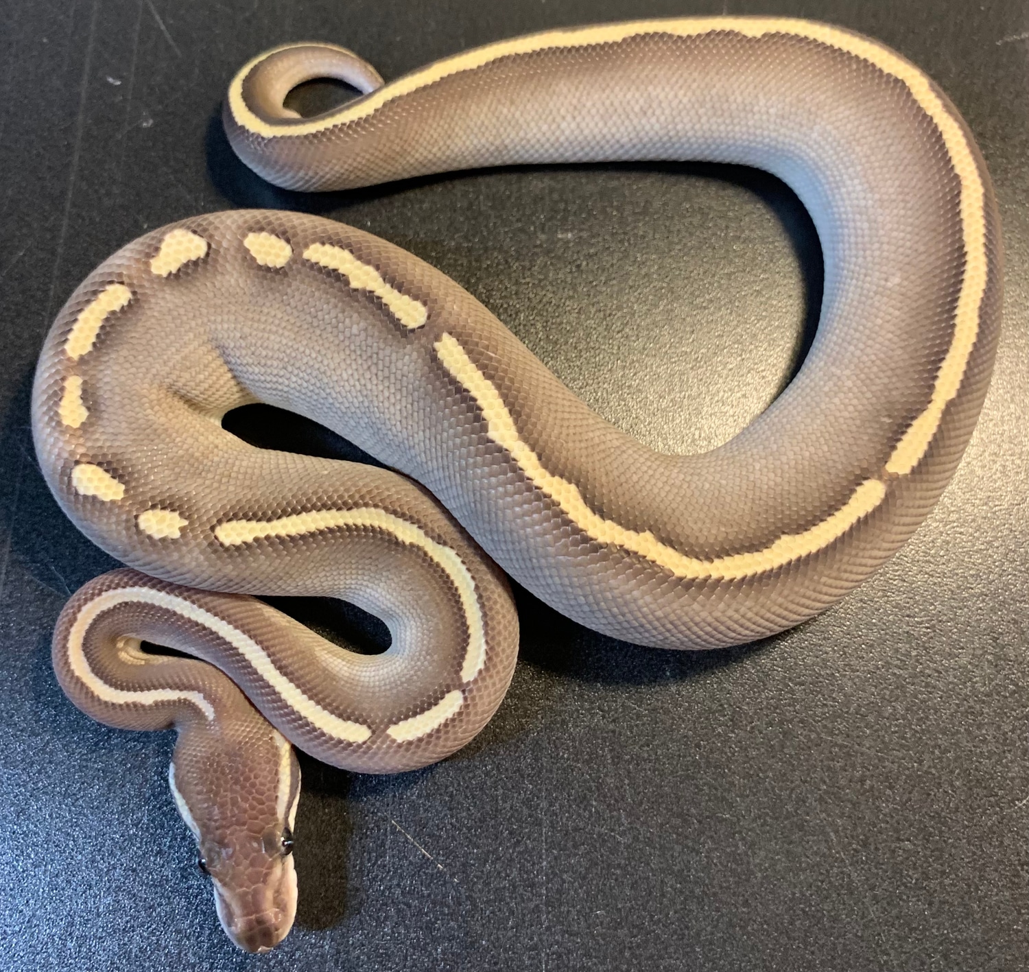 2021 Super Mystic Male Ball Python by Ballroom Pythons South - MorphMarket