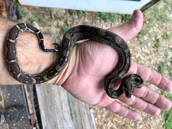 Niceraguan Redtail Boa Male 4 Boa Constrictor by Ballroom Pythons South