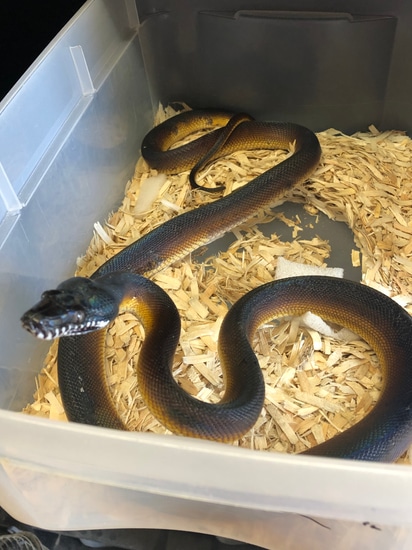 Female Northern While Lip Pyhon Healed Scars Ball Python by Ballroom ...