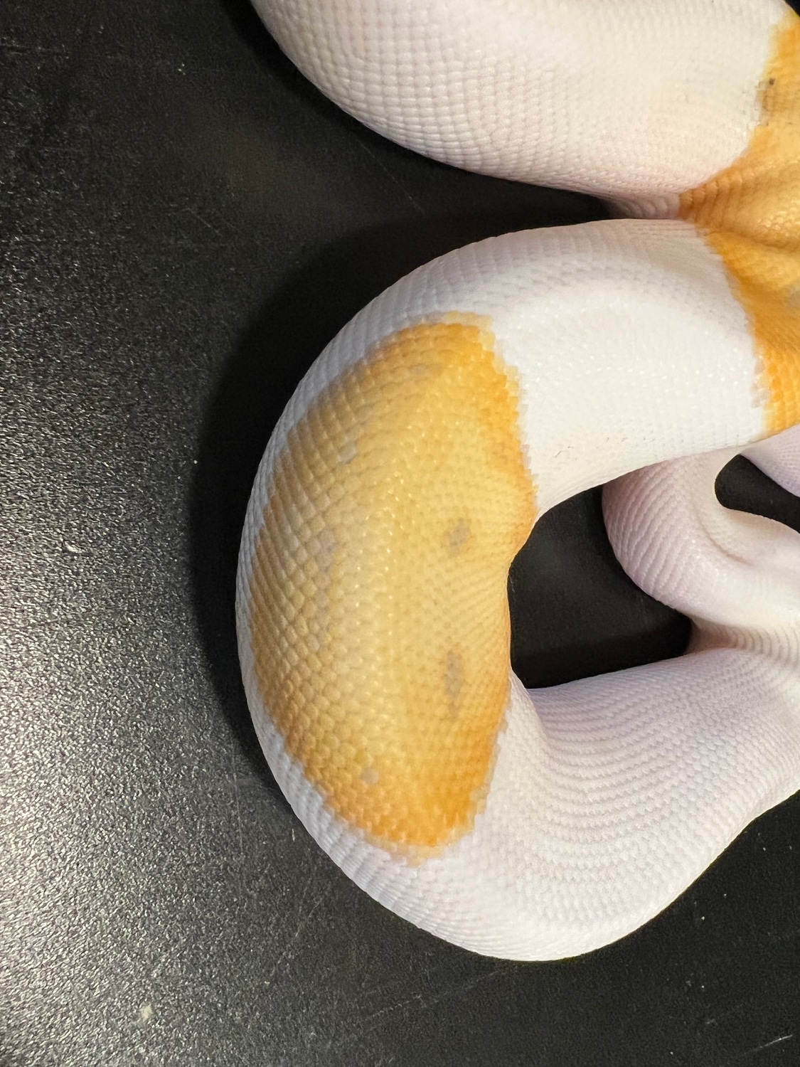 2021 Candino Pied 74 % White Male HC Ball Python by Ballroom Pythons ...