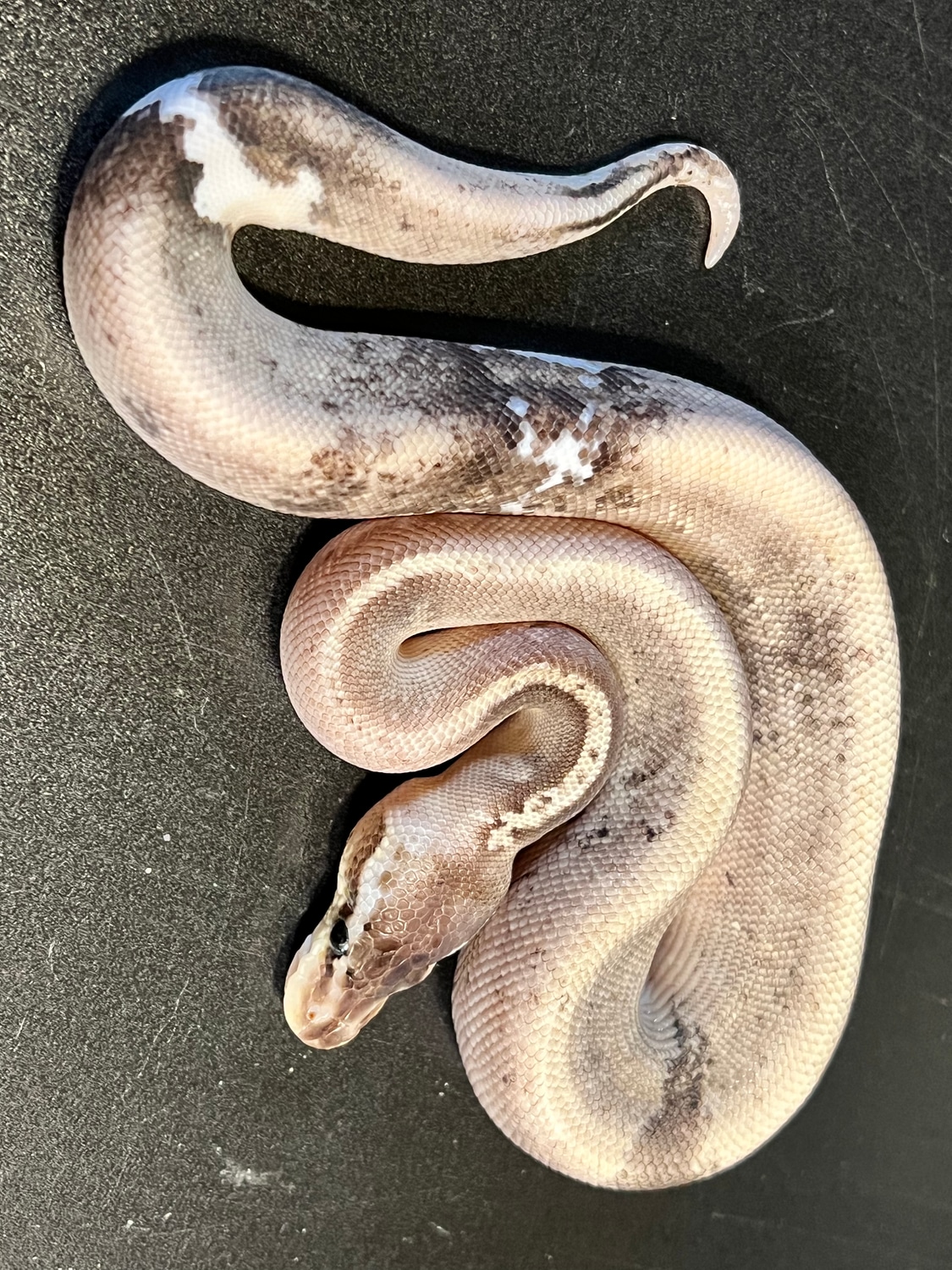 2022 Black Oreo Blizzard Paradox Ringer Male Ball Python by Ballroom Pythons South - MorphMarket