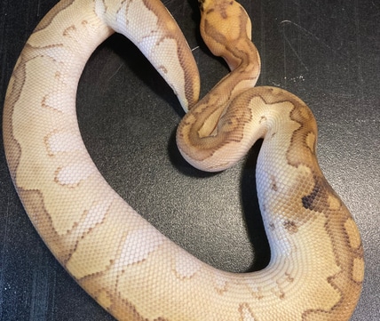2022 Pastel Ivory Poss Calico Poss HGW Het Clown Female Ball Python by ...
