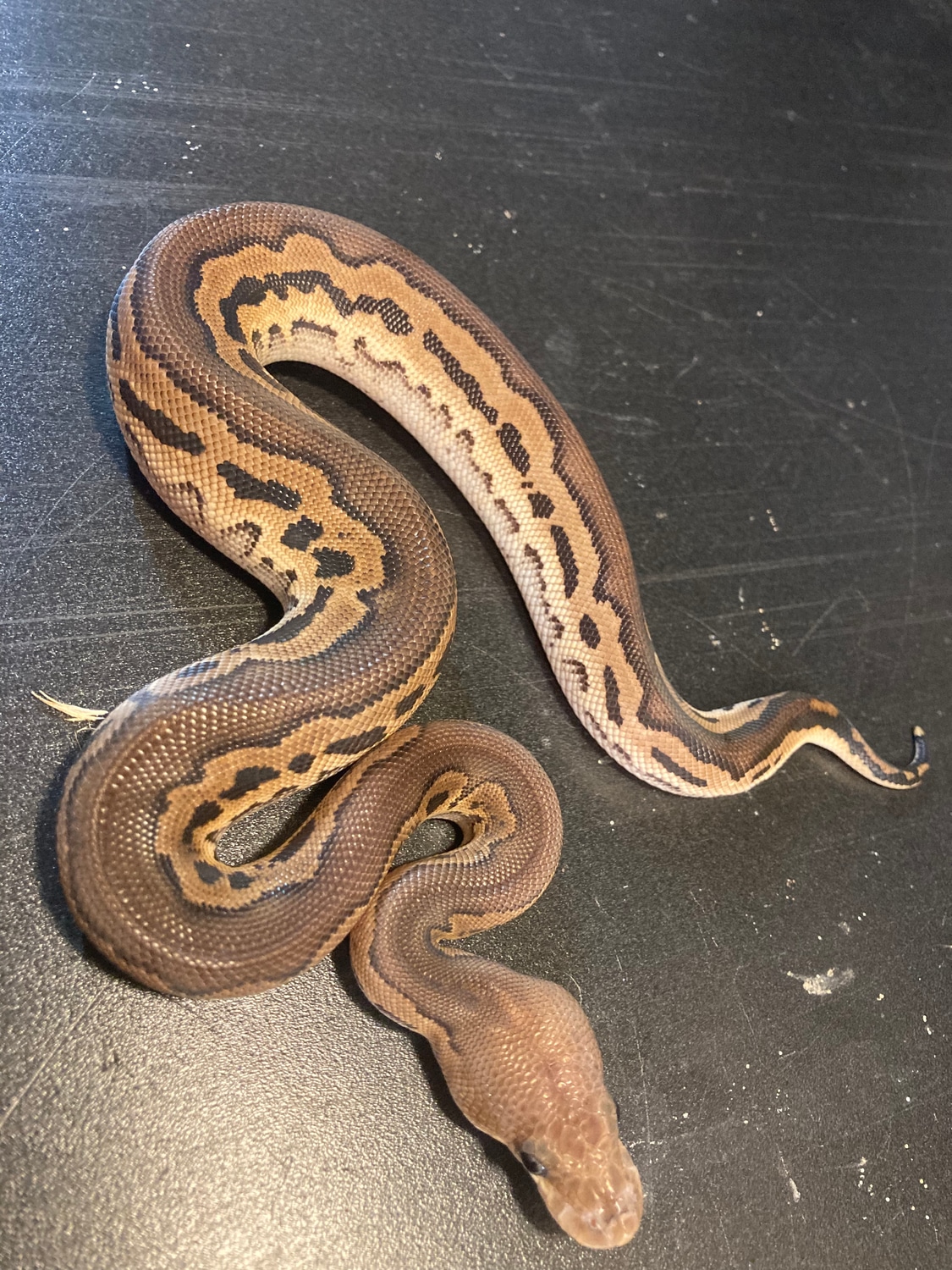 2022 Cinnamon Possble Orange Dream Clown Female Ball Python by Ballroom ...