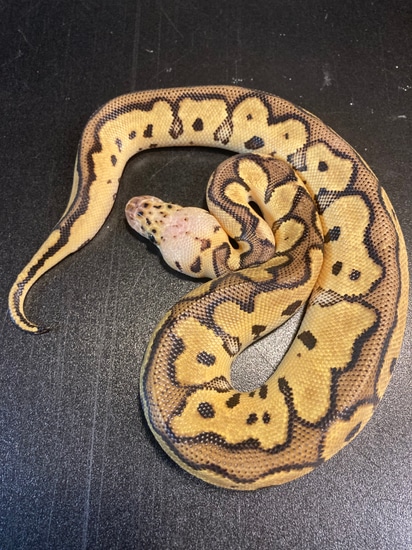 2022 Pastel Clown Het TSk Axantic Male Ball Python by Ballroom Pythons ...