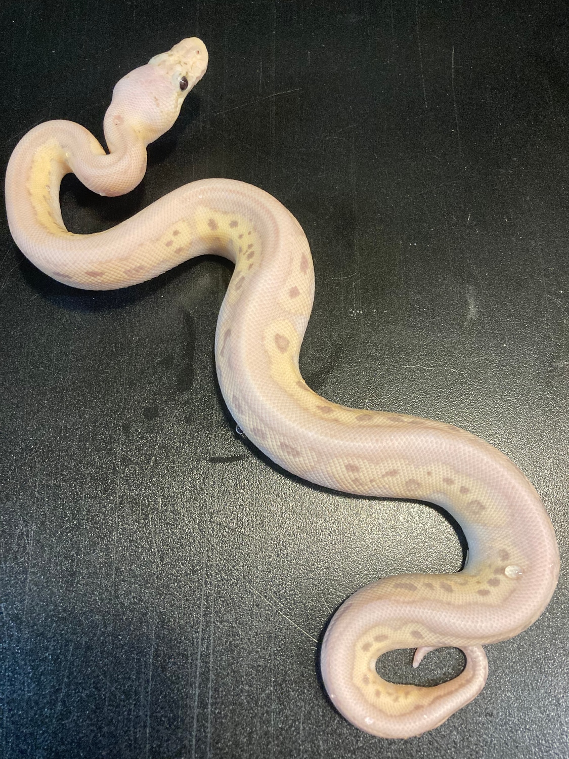 2022 Pewter Banana Clown Male Ball Python by Ballroom Pythons South ...