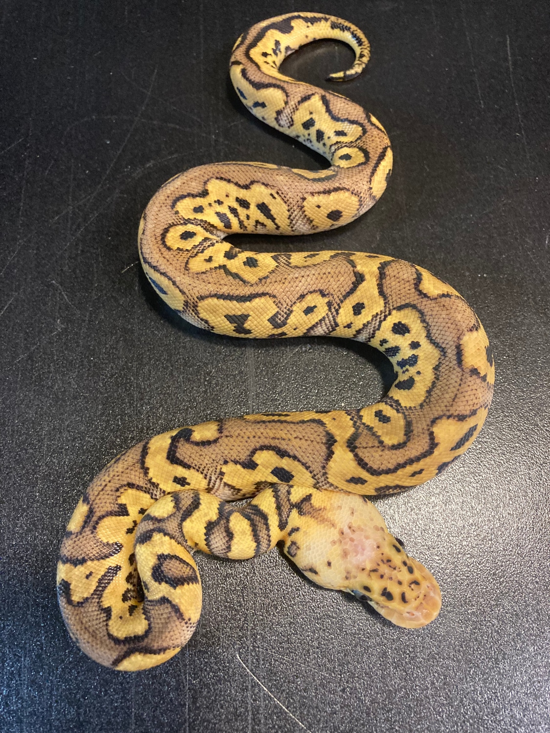 2022 Super Pastel Window Clown Female Ball Python by Ballroom Pythons South - MorphMarket