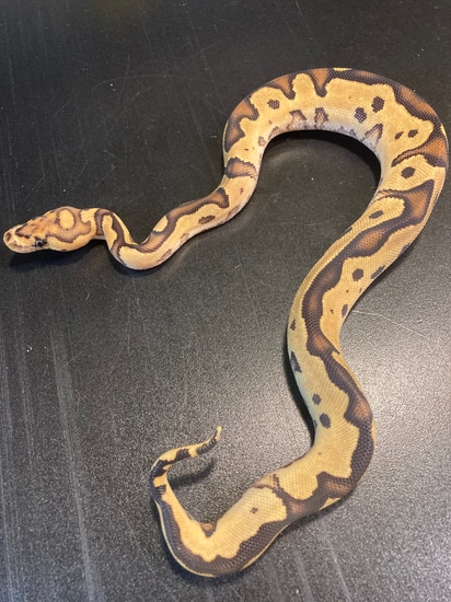 2022 Fire Clown Het Piebald Female Ball Python by Ballroom Pythons South
