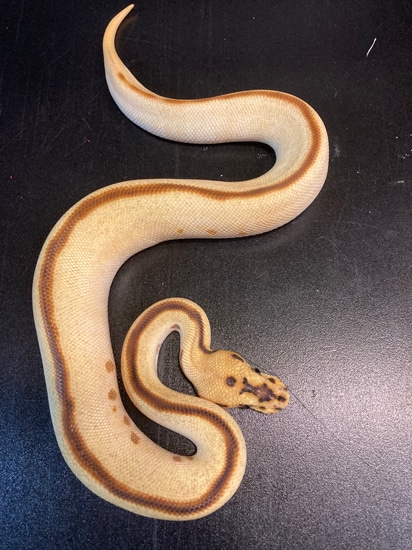 2022 Orange Dream Enchi Russo Batman Clown Male Ball Python by Ballroom ...