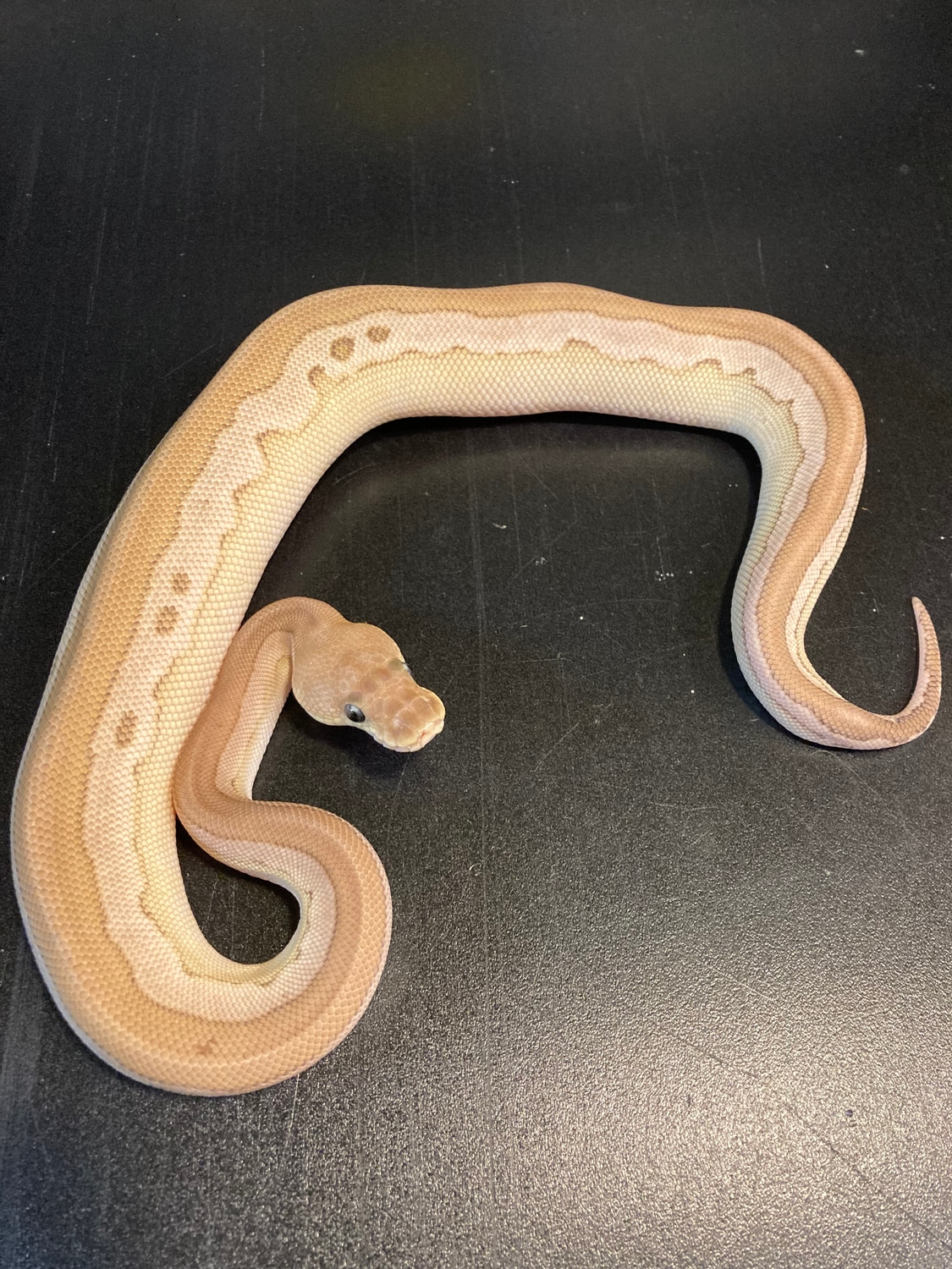 2022 Pewter Butter Clown Female Ball Python by Ballroom Pythons South ...