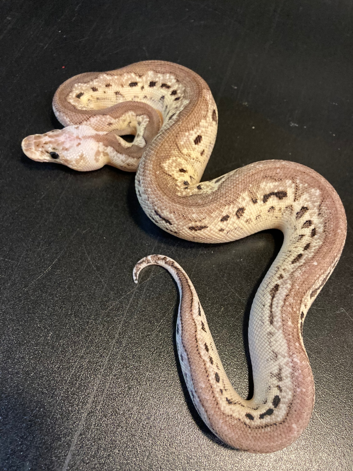 2022 Pewter Clown Femlae Ball Python by Ballroom Pythons South ...