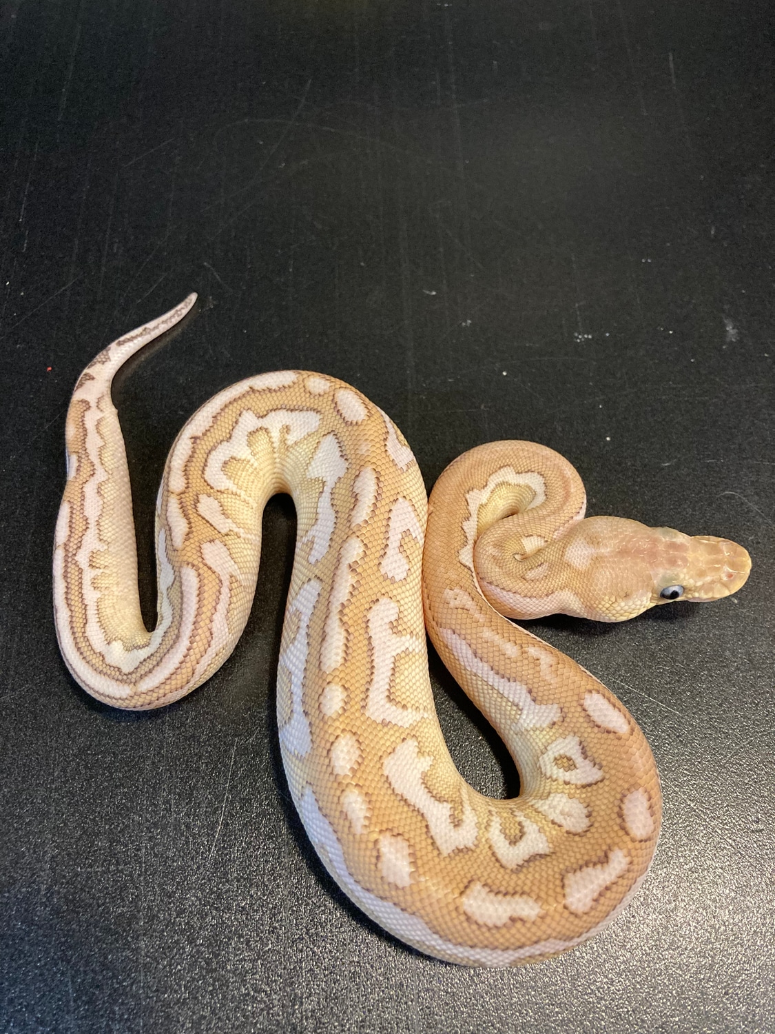 2022 Spotnose Cinnamon Mojave Or Butter Clown Female Ball Python by ...