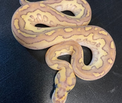 2022 Butter Pastel TSK Axanthic Het Clown Female Ball Python by ...