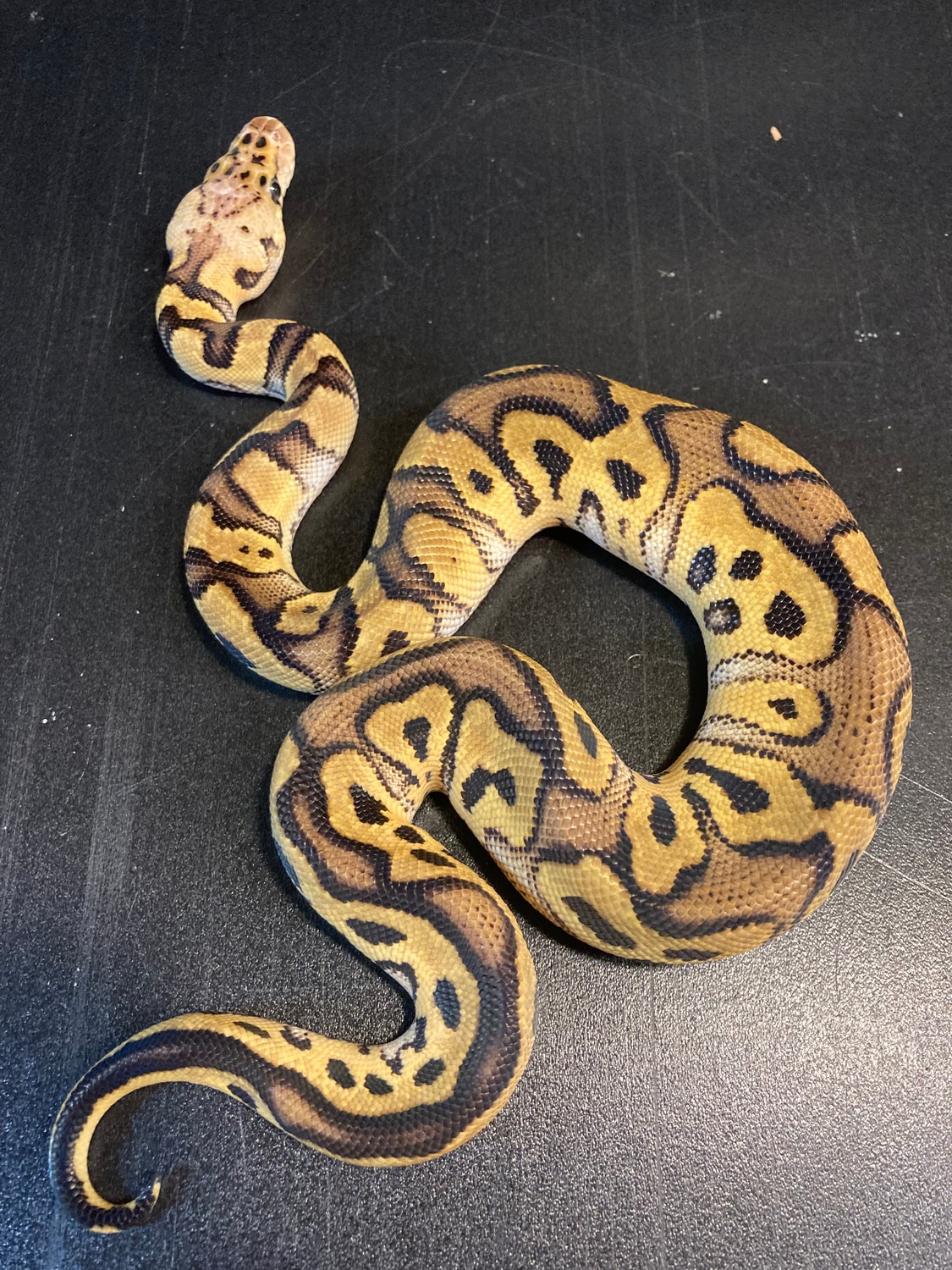 2022 Pastel Clown Het Piebald Male Ball Python by Ballroom Pythons ...