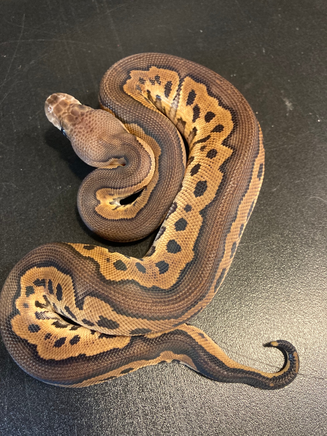 2022 Cinnamon Clown Female Ball Python by Ballroom Pythons South ...