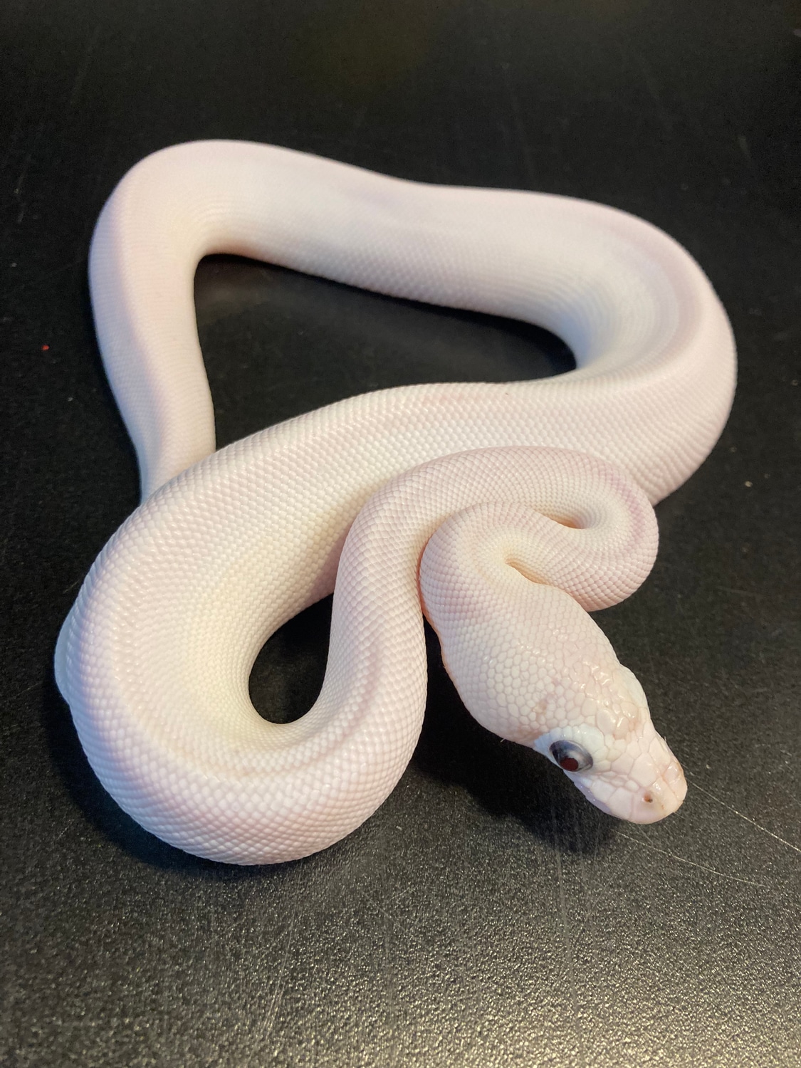 2022 BEL Super Butter Clown Poss Spotnose Poss Yellowbelly Male Ball ...