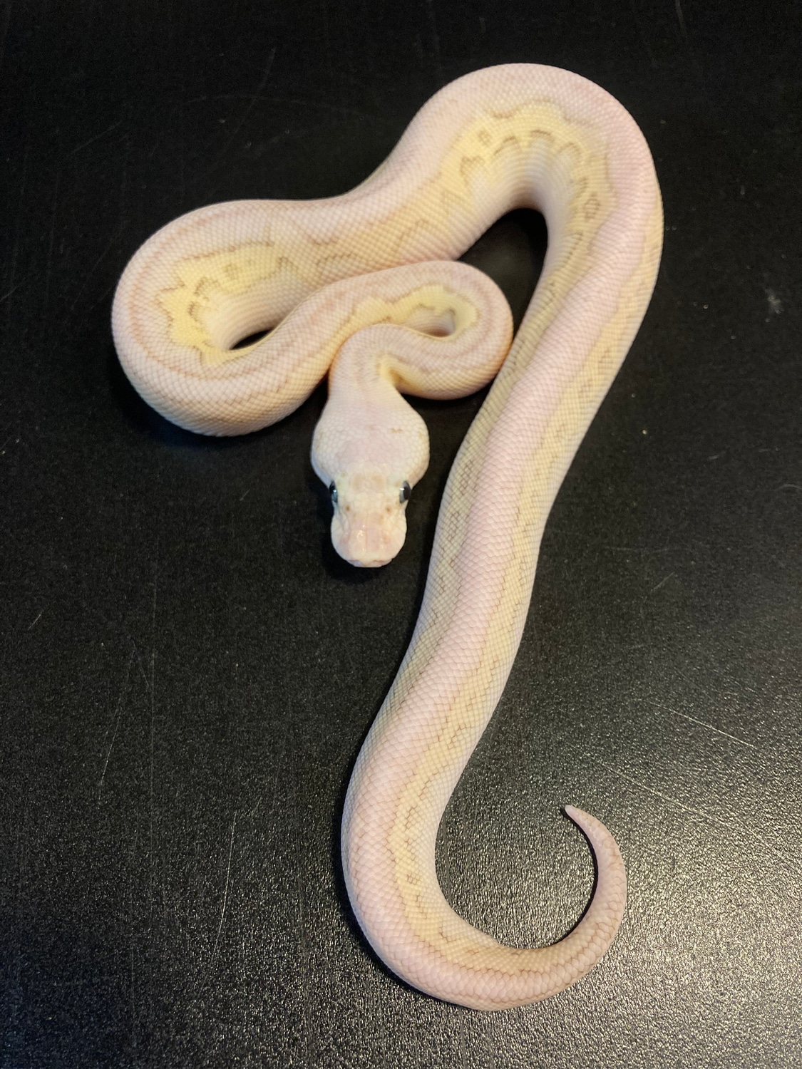 2022 Super Pastel Cinnamon Butter Clown Poss YB Male Ball Python by ...