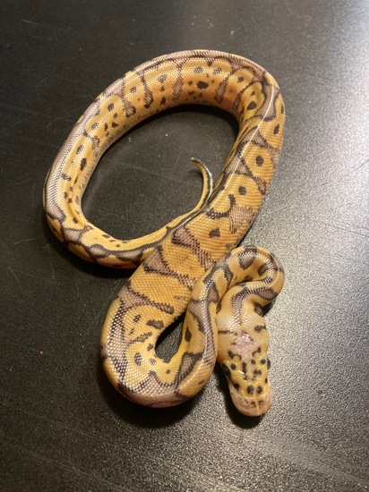 2022 Super Pastel Clown Male Ball Python by Ballroom Pythons South