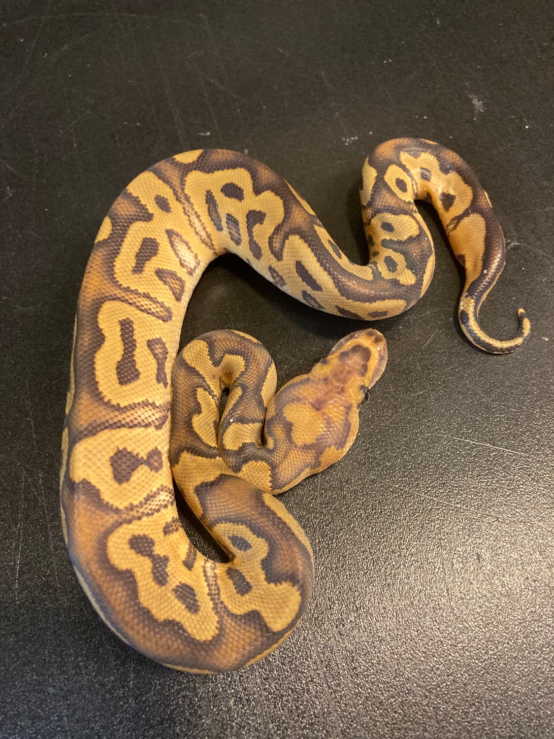 2022 Ghost Clown Female Ball Python by Ballroom Pythons South - MorphMarket