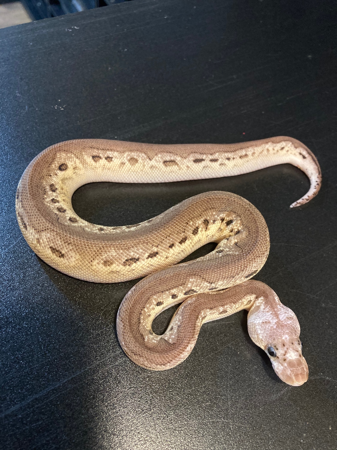 2022 Cinnamon Pewter Clown Male Ball Python by Ballroom Pythons South ...