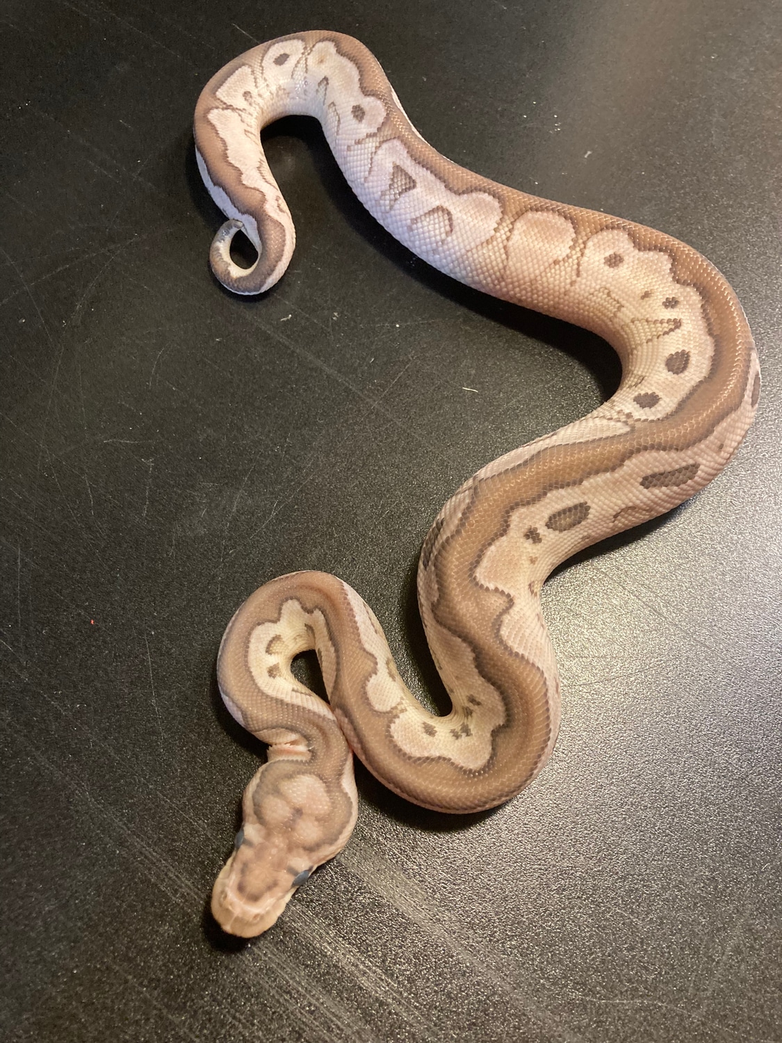 2022 TSK Axanthic Butter Clown Male Ball Python by Ballroom Pythons ...