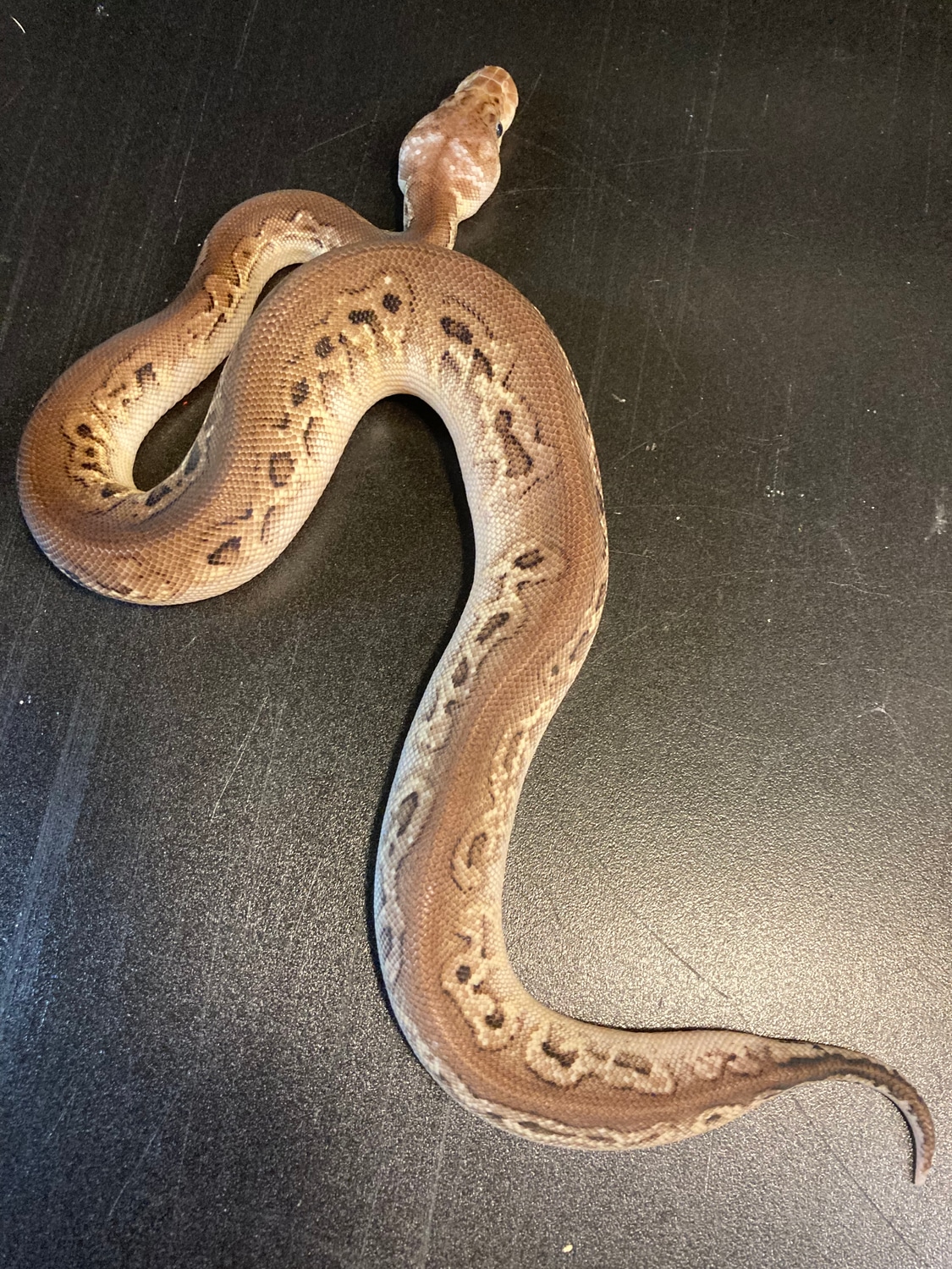 2022 Pewter Clown Male Ball Python by Ballroom Pythons South - MorphMarket