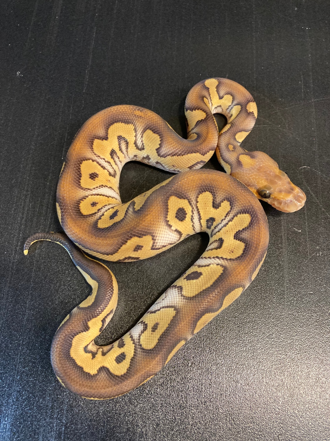 2022 Mystic Clown 66% Het Albino Female Ball Python by Ballroom Pythons ...