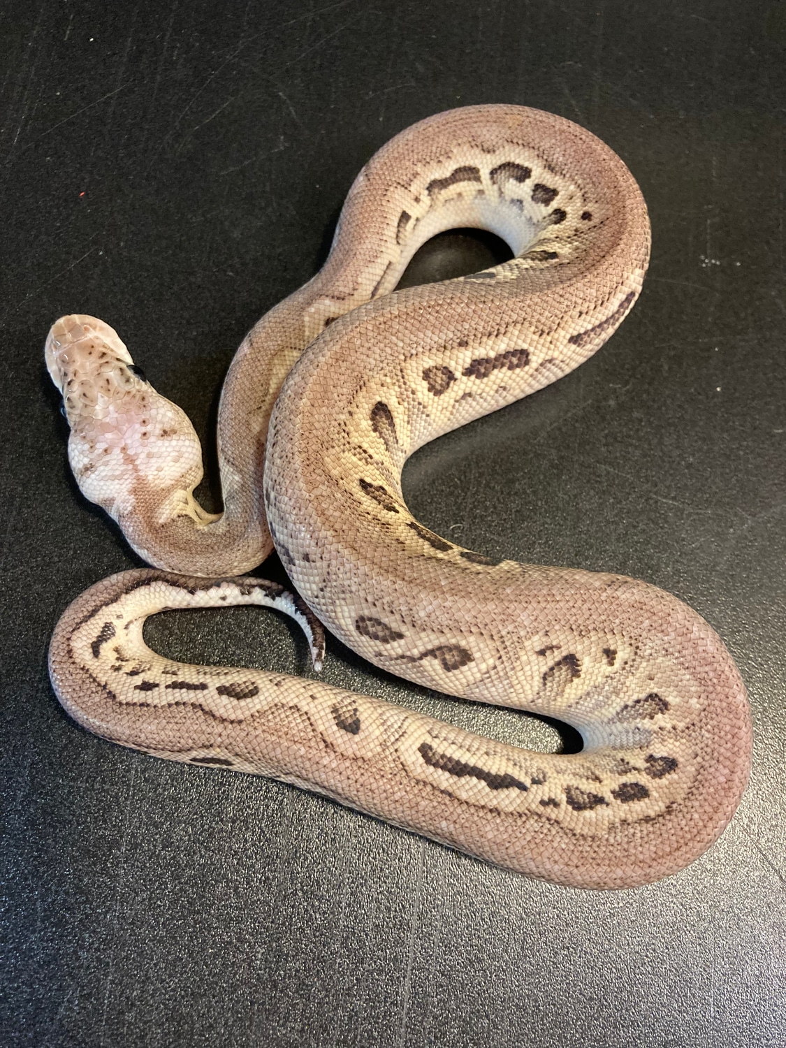 2022 Pewter Clown Femlae Ball Python by Ballroom Pythons South ...