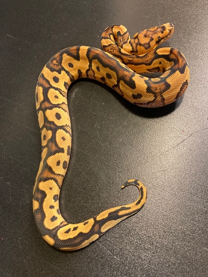 2022 Yellowbelly Clown Male Ball Python by Ballroom Pythons South